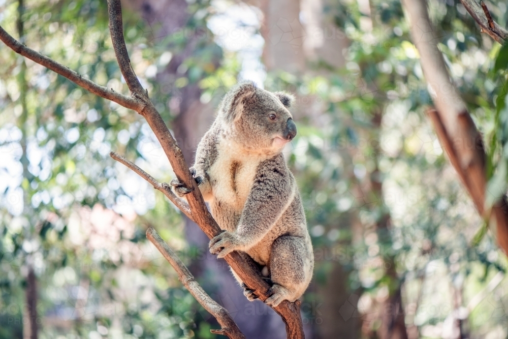 Image of Koala looking out to the side on a bare eucalyptus branch ...