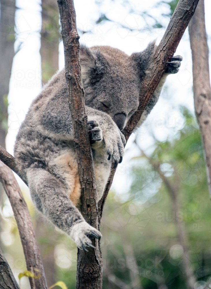 Image of Koala lying in tree asleep - Austockphoto