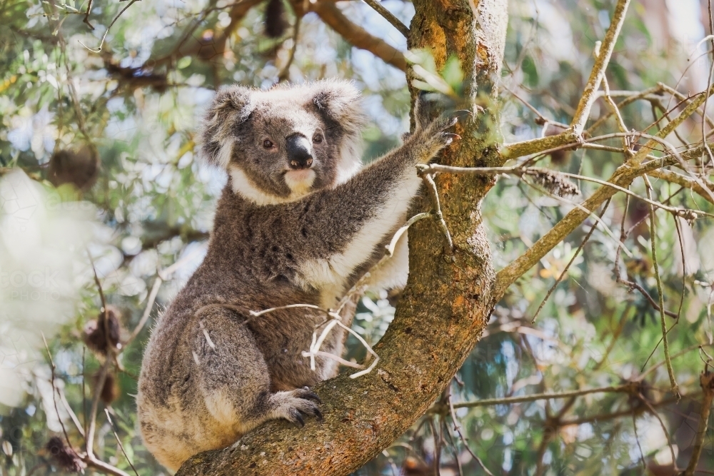 Image of Koala sitting in gum tree in the Australian bush - Austockphoto
