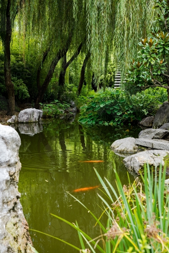 Image of koi pond under weeping trees - Austockphoto