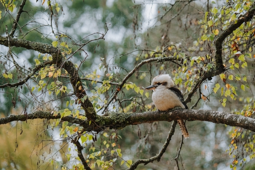 Image of Kookaburra in Tree - Austockphoto