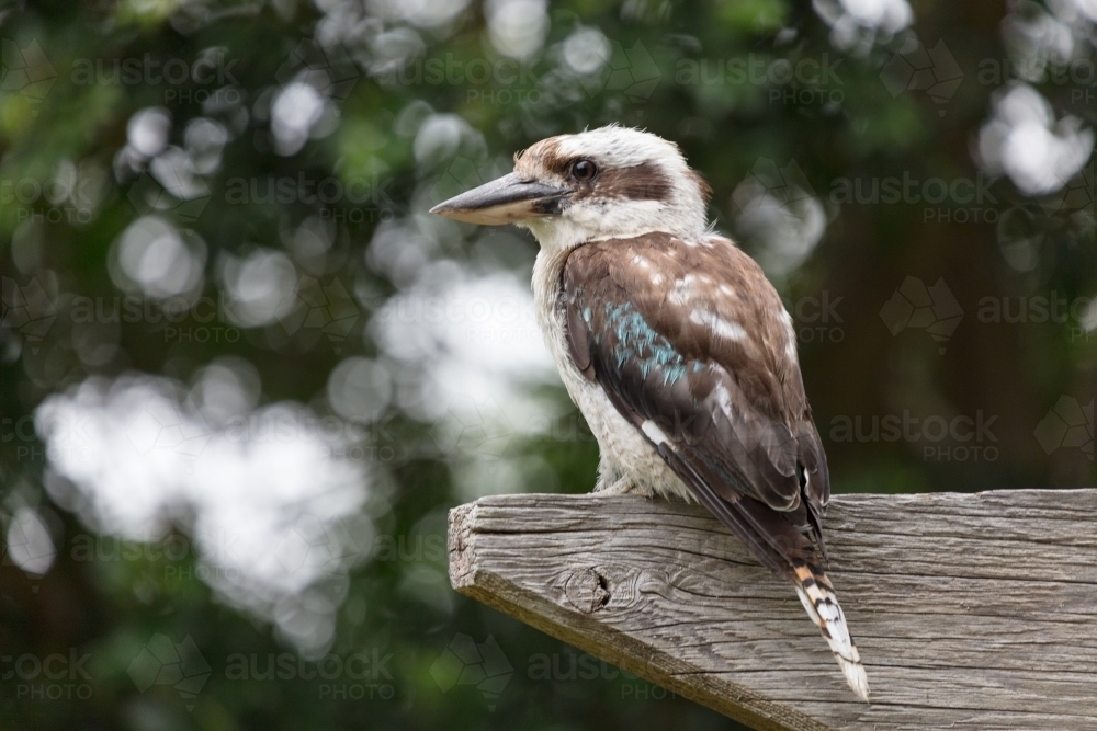 Image of Kookaburra perched on wooden beam looking for food - Austockphoto