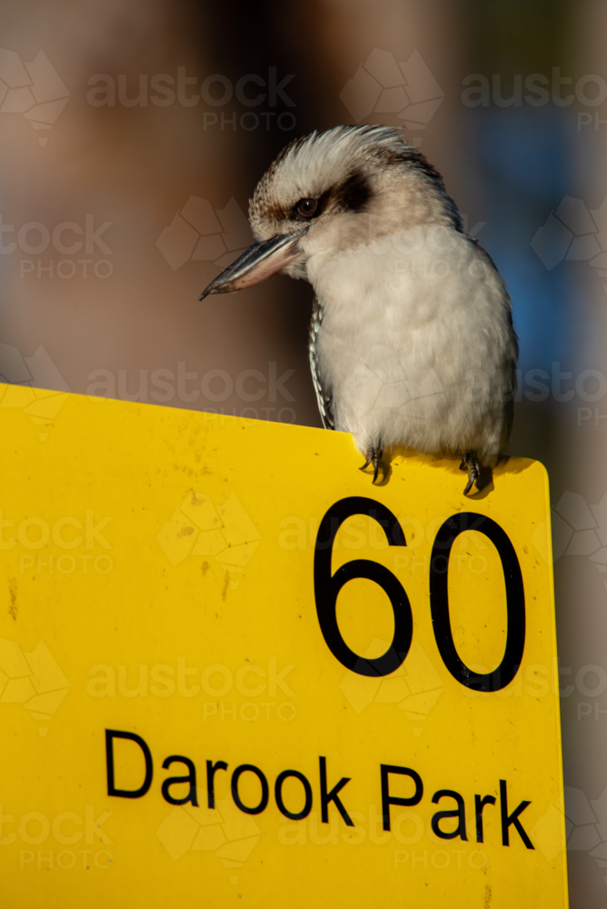 Image of Kookaburra perching on a sign - Austockphoto