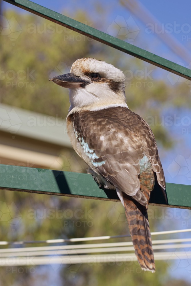 Image of Kookaburra resting on backyard hills hoist washing line ...
