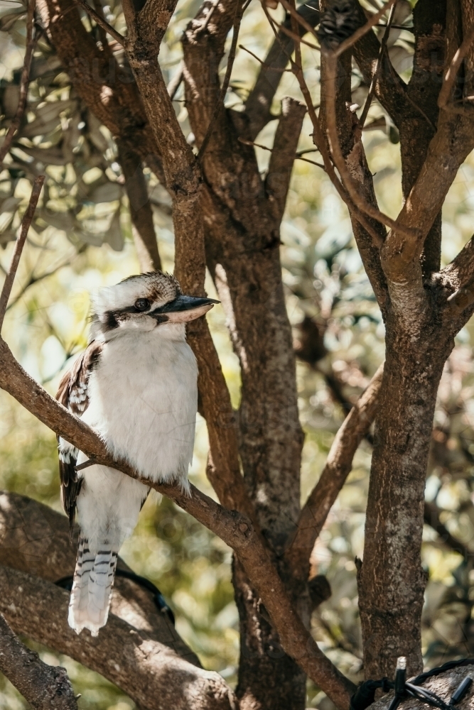 Image of Kookaburra Siting on Tree Branch - Austockphoto