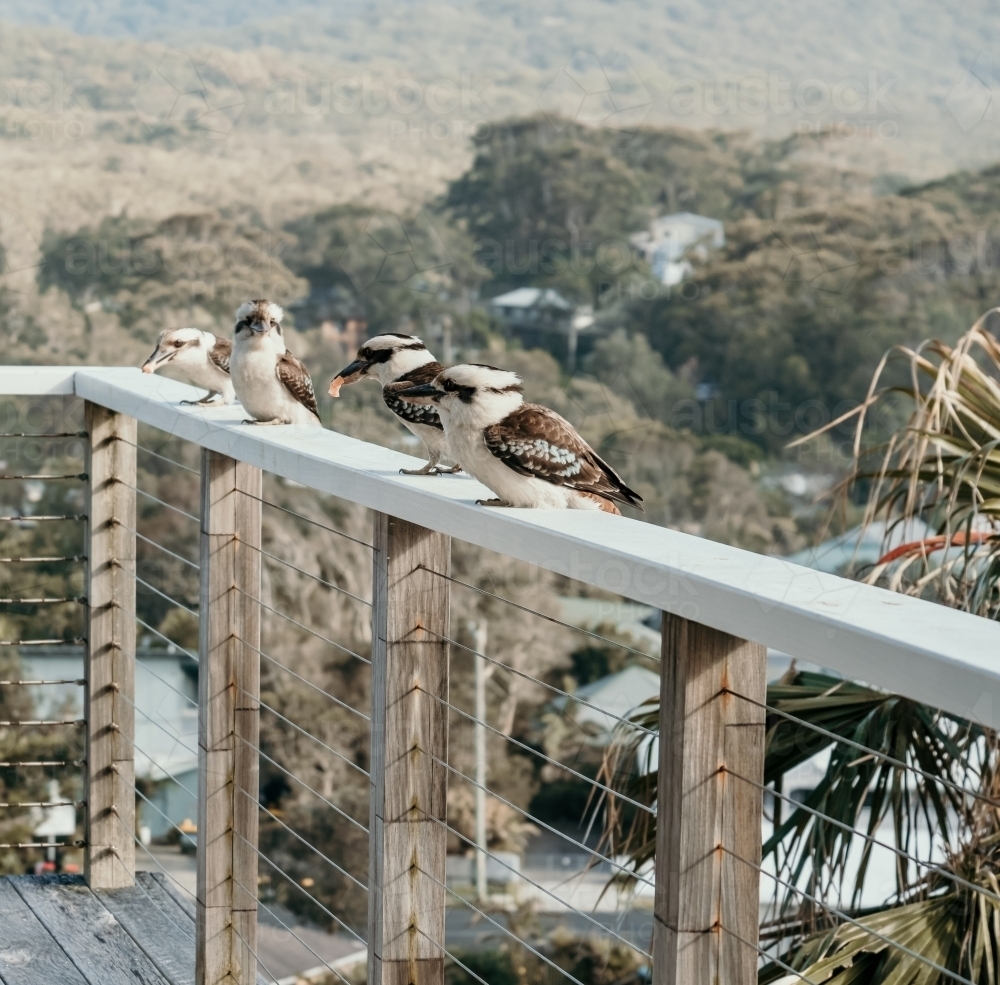 Image of Kookaburras Sitting on balcony railing - Austockphoto