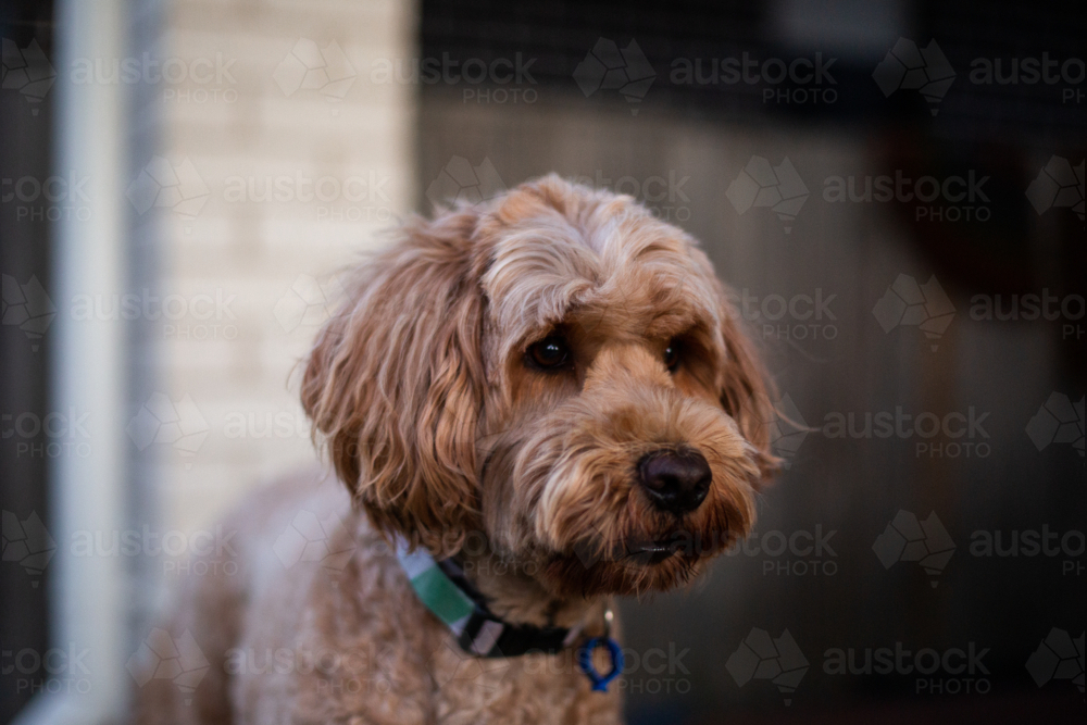 Image of labradoodle wearing a collar in a suburban back yard ...