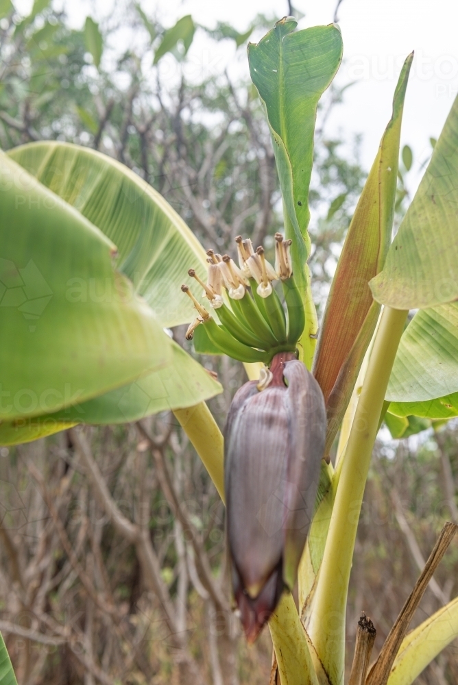 Image of Lady Finger Bananas - Austockphoto