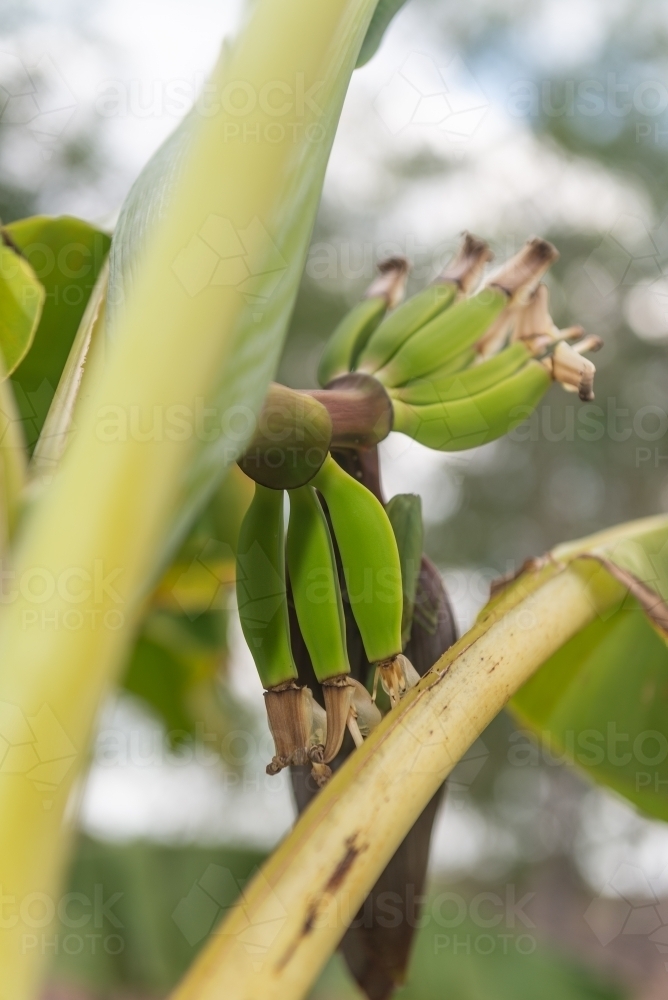 Image of Lady Finger Bananas - Austockphoto
