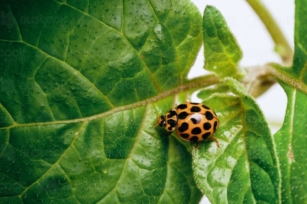Image of Ladybird from Above - Austockphoto