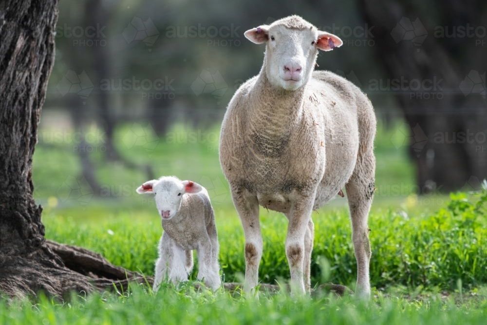 Image of Lamb and sheep standing next to each other on a green pastured ...