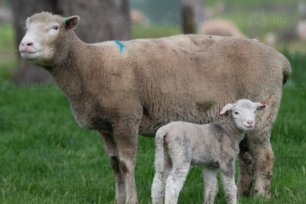 Image of Lamb and sheep together on a green pastured farm. - Austockphoto