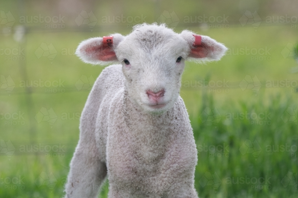 Image of Lamb looking at camera. - Austockphoto