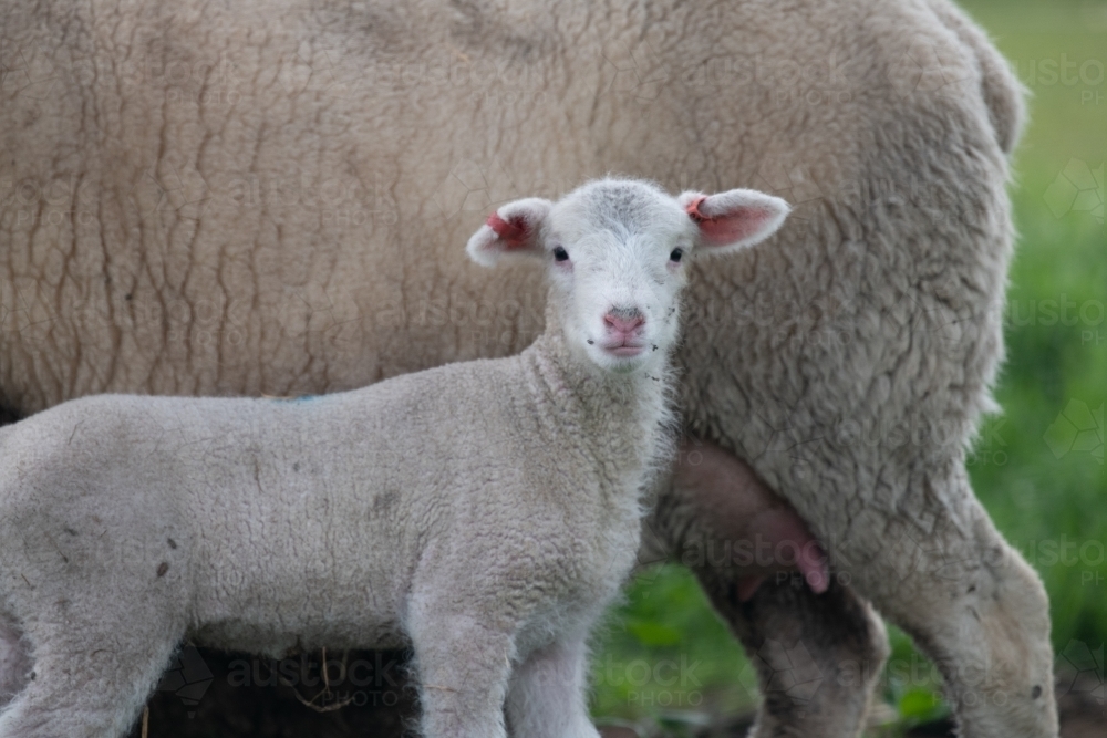 Image of Lamb looks at camera next to mother sheep - Austockphoto