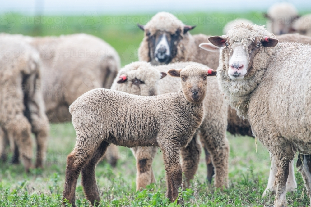 Image of Lambs and ewes standing in flock in pasture - Austockphoto