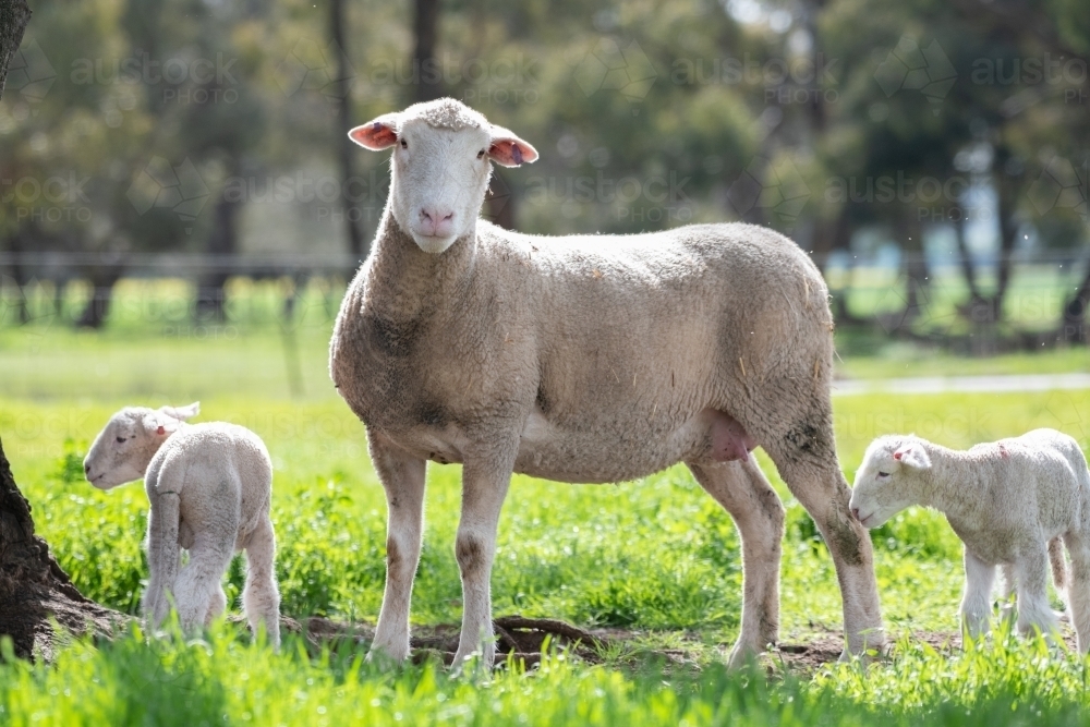 Image of Lambs and sheep together on a green pastured farm next to a ...
