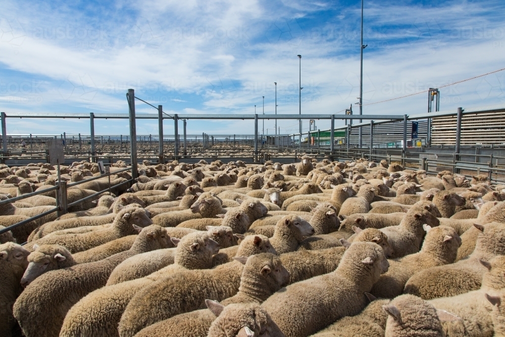 Image of Lambs in a saleyard pen at a livestock auction at forbes ...