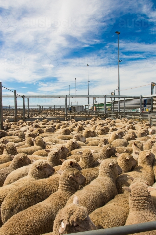 Image of Lambs in a saleyard pen at a livestock auction at forbes ...