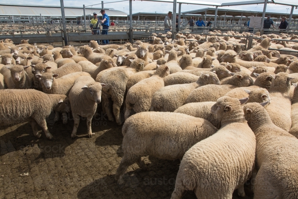 Image of Lambs in a saleyard pen at a livestock auction at forbes ...