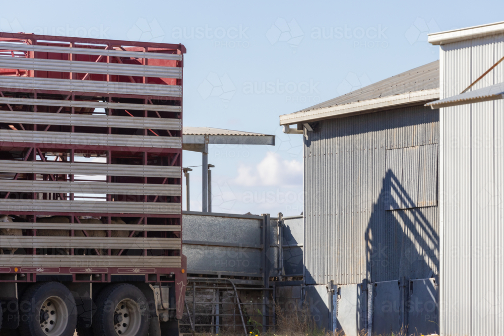 Image of lambs loading on a truck stock crate to go to market, with ...