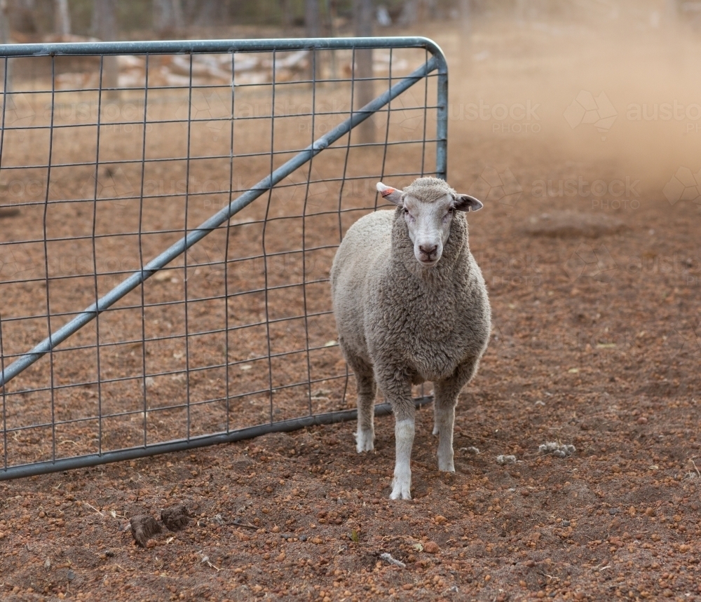 Image of Lambs near gate in sheep yards - Austockphoto