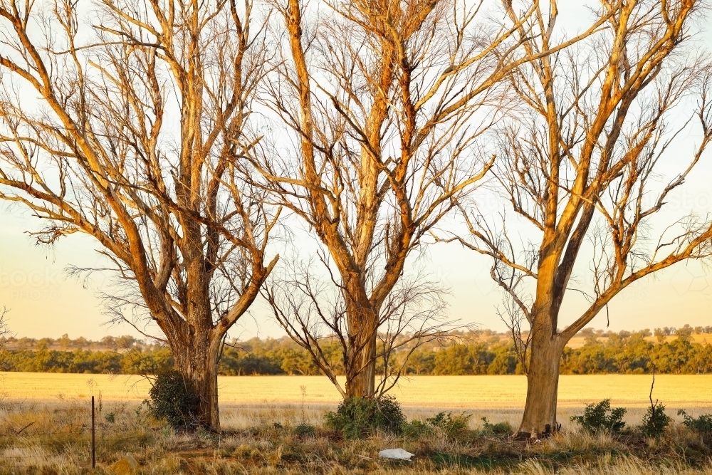 Image of Landscape image of three bare trees in warm sun. Late ...