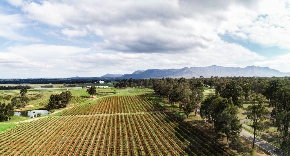 Image of Landscape of winery in pokolbin in spring - Austockphoto