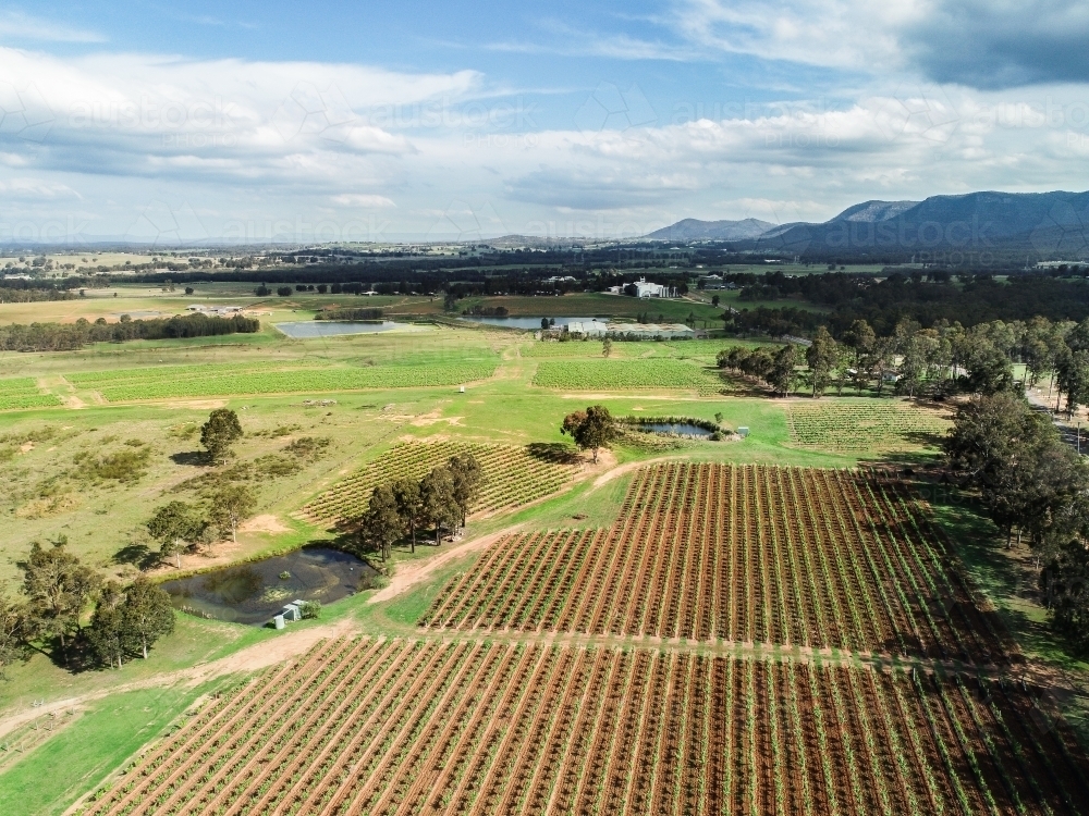 Image of Landscape of winery in pokolbin in spring - Austockphoto