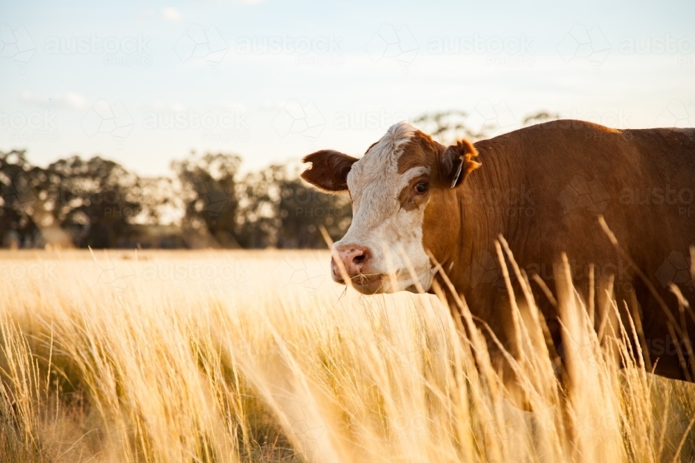 Cattle Photography