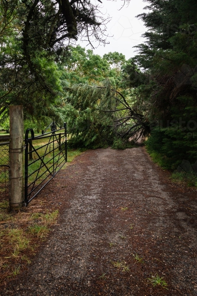 Image of large branch of pine tree over driveway - Austockphoto