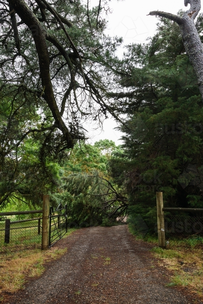 Image of large branch of pine tree over driveway - Austockphoto