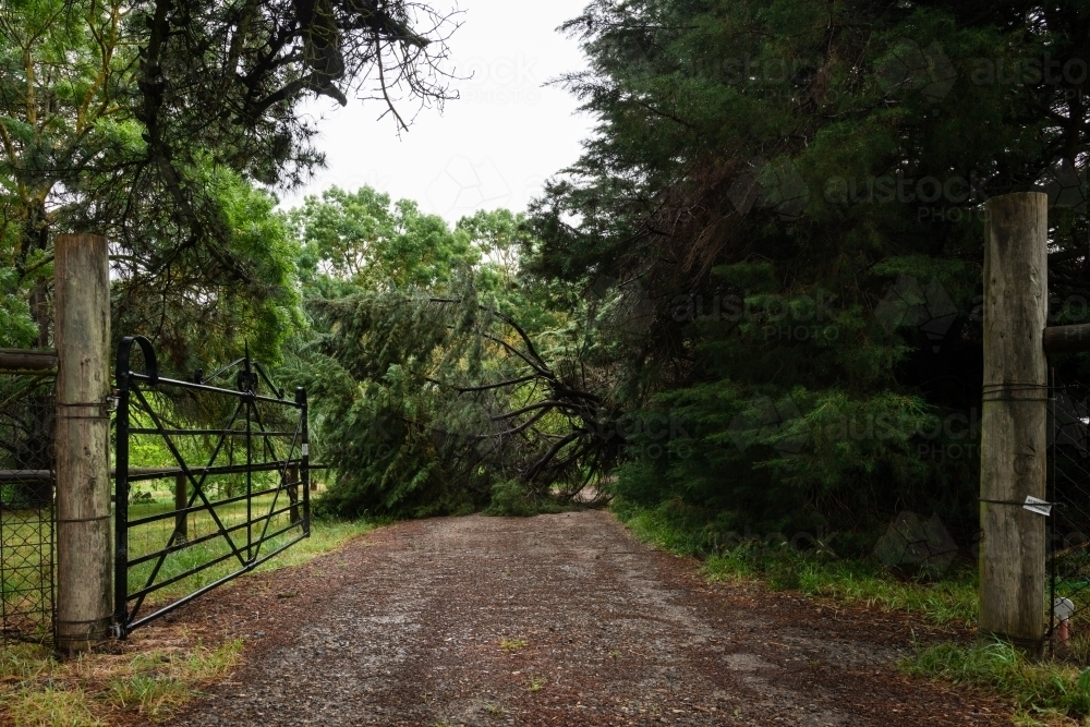Image of large branch of pine tree over driveway - Austockphoto