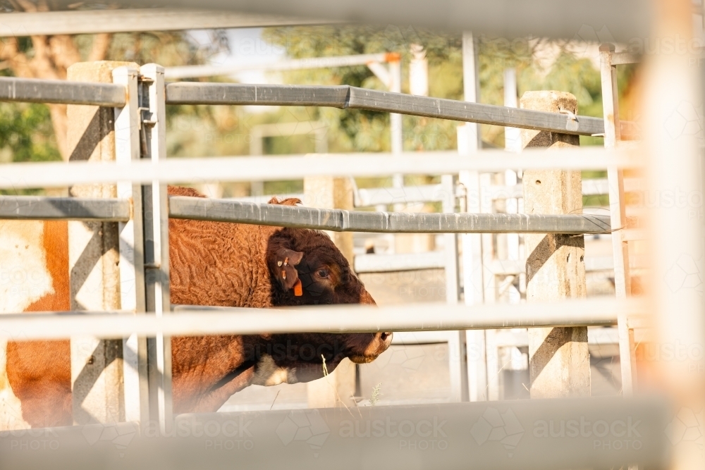 Image of Large bull in cattle yards at rodeo - Austockphoto