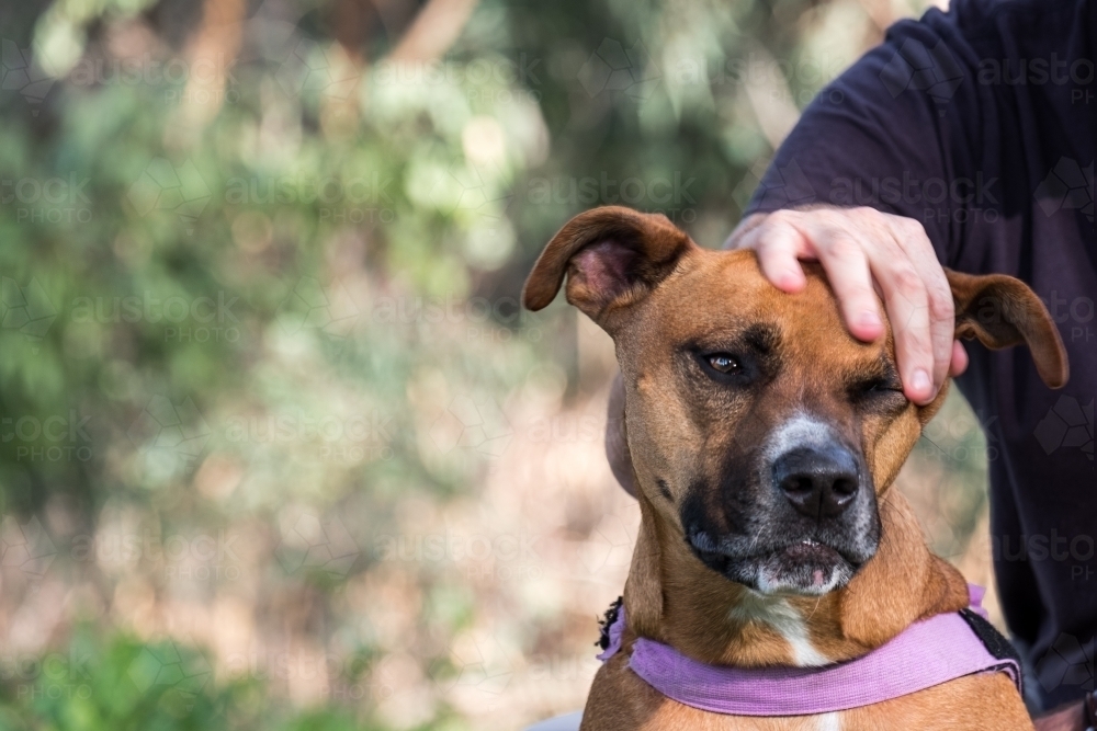 Image of Large crossbreed brown dog getting pats - Austockphoto