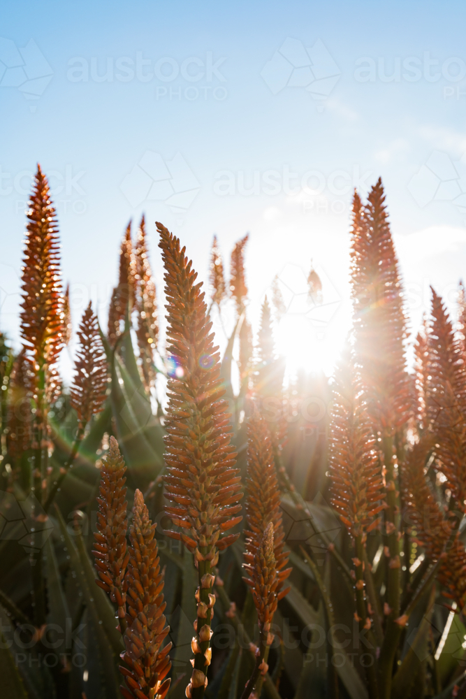 Image of Large display of Red Hot Poker flower spikes in the Adelaide ...