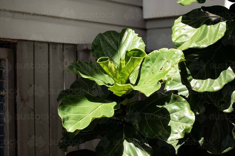 Image of Large fiddle leaf fig house plant in dappled afternoon light ...
