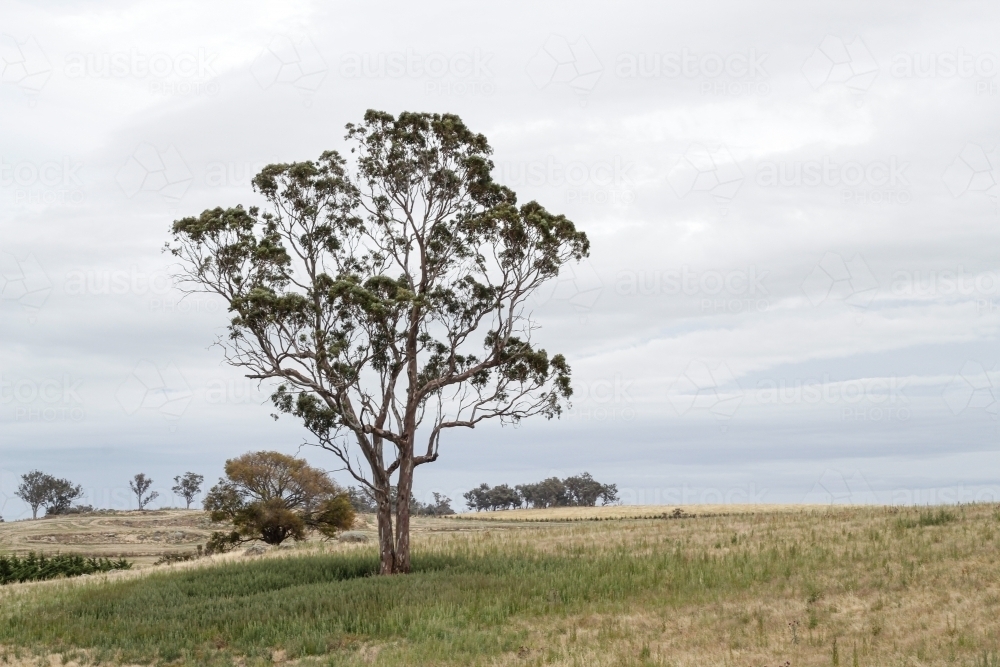 Image of Large gum tree standing alone in a grassy paddock - Austockphoto
