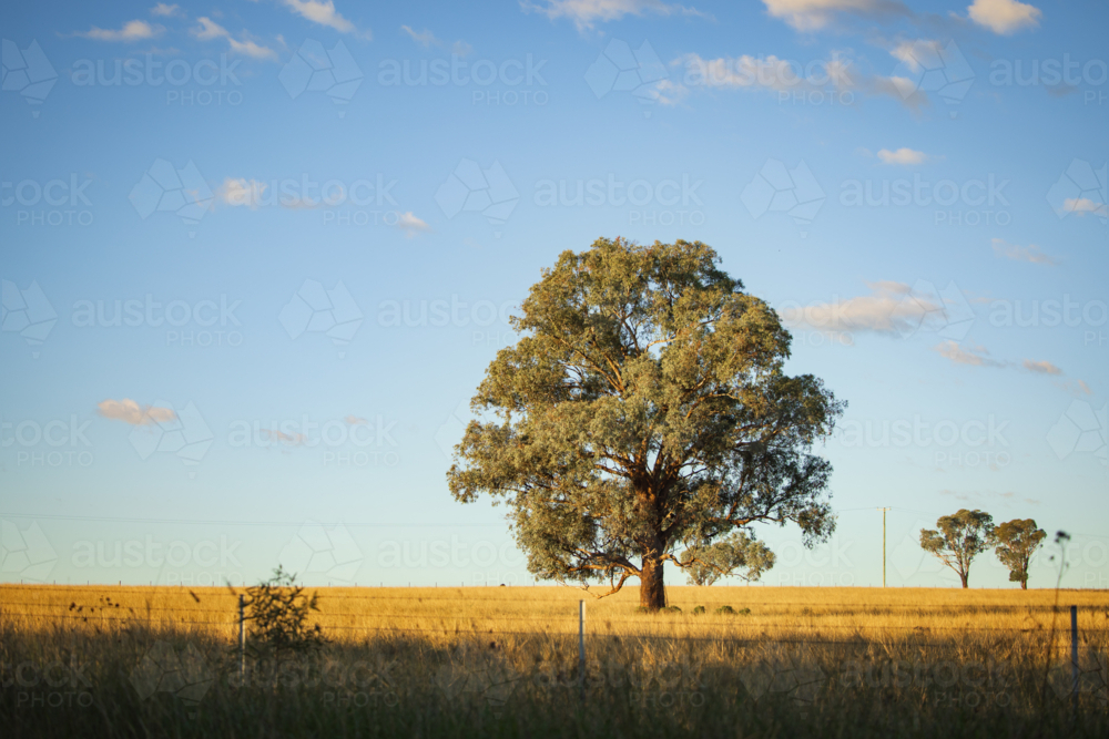 Image of Large gum tree standing alone in rural Australian countryside ...
