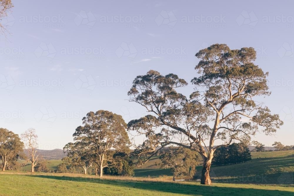 Image of Large gum trees in rural Australian paddock - Austockphoto
