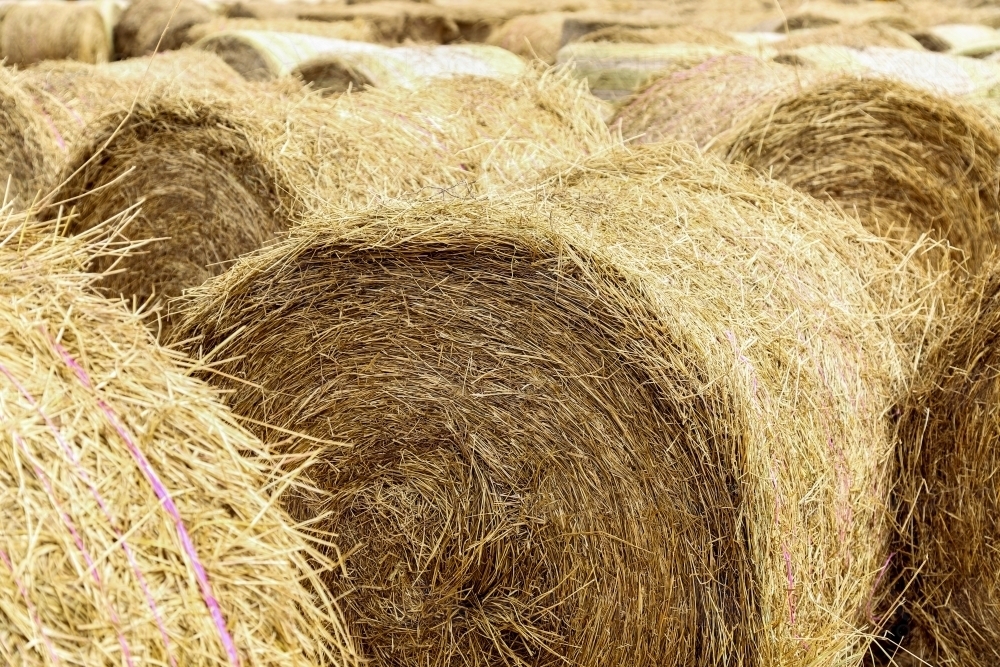Image of Large hay bales delivered and stacked for drought relief ...