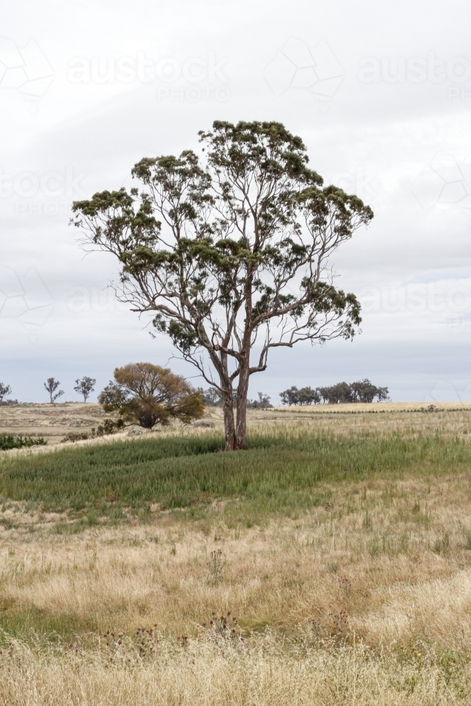 Image of Large iconic gum tree standing alone in a grassy field ...