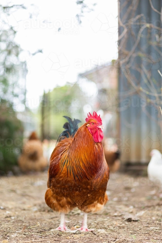 Image of large meat bird rooster standing in chook yard on farm ...