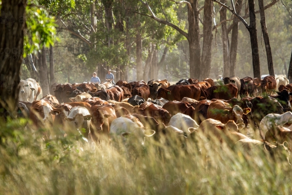 Image of Large mob of beef cattle being mustering through tall grass ...