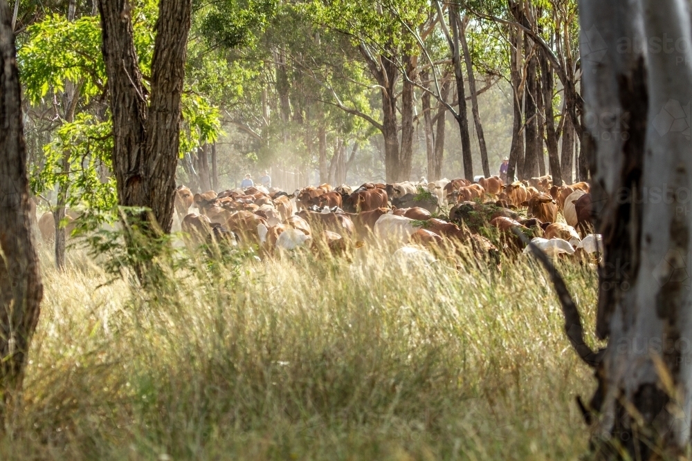 Image of Large mob of beef cattle being mustering through tall grass ...