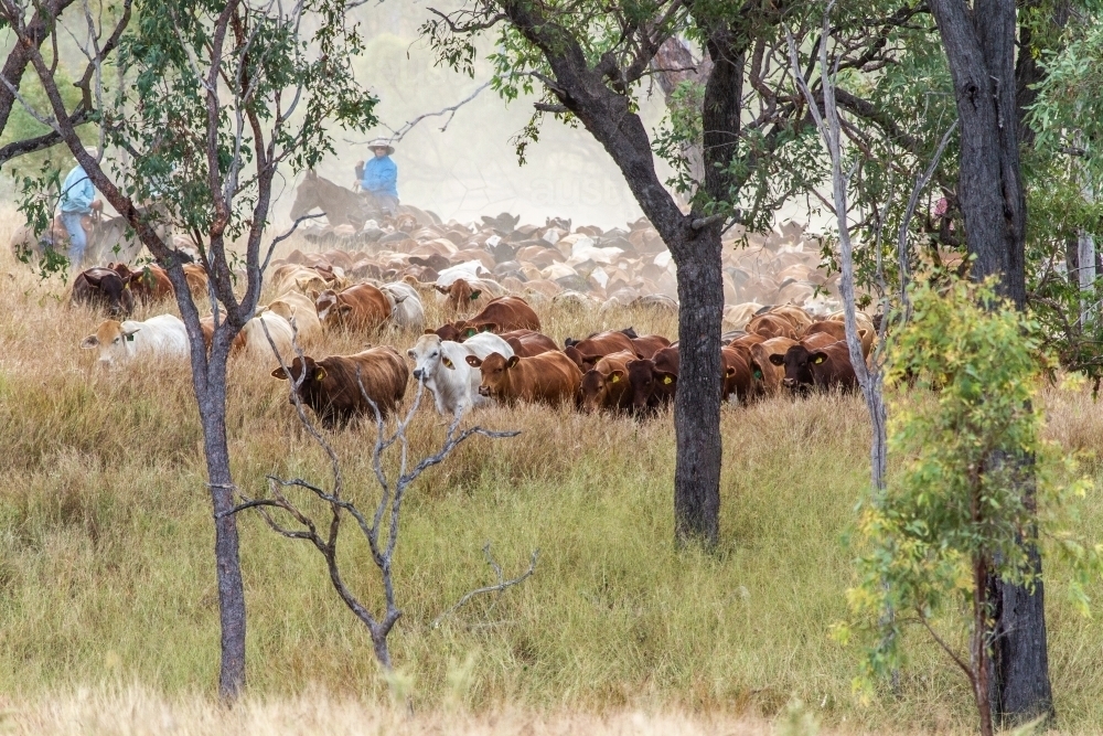 Image of Large mob of beef cattle being mustering through tall grass ...