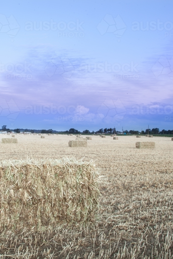 Image of large rectangular bales of hay in paddock at dusk - Austockphoto