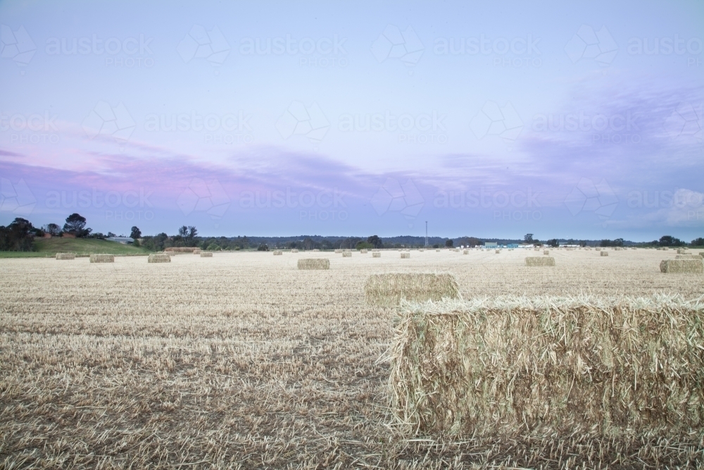 Image of large rectangular bales of hay in paddock at dusk - Austockphoto