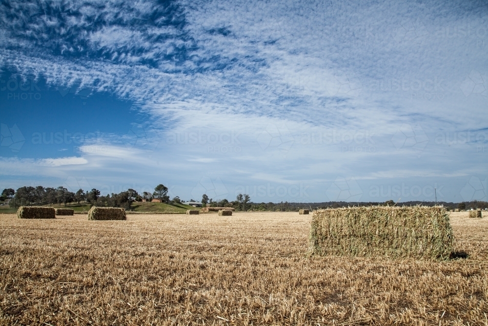 Image of Large rectangular hay bales in a paddock in midday sunlight ...