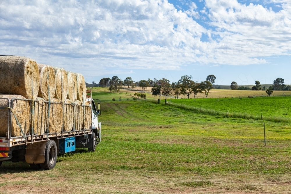 Image of Large round hay bales loaded on semi-trailer in paddock ...