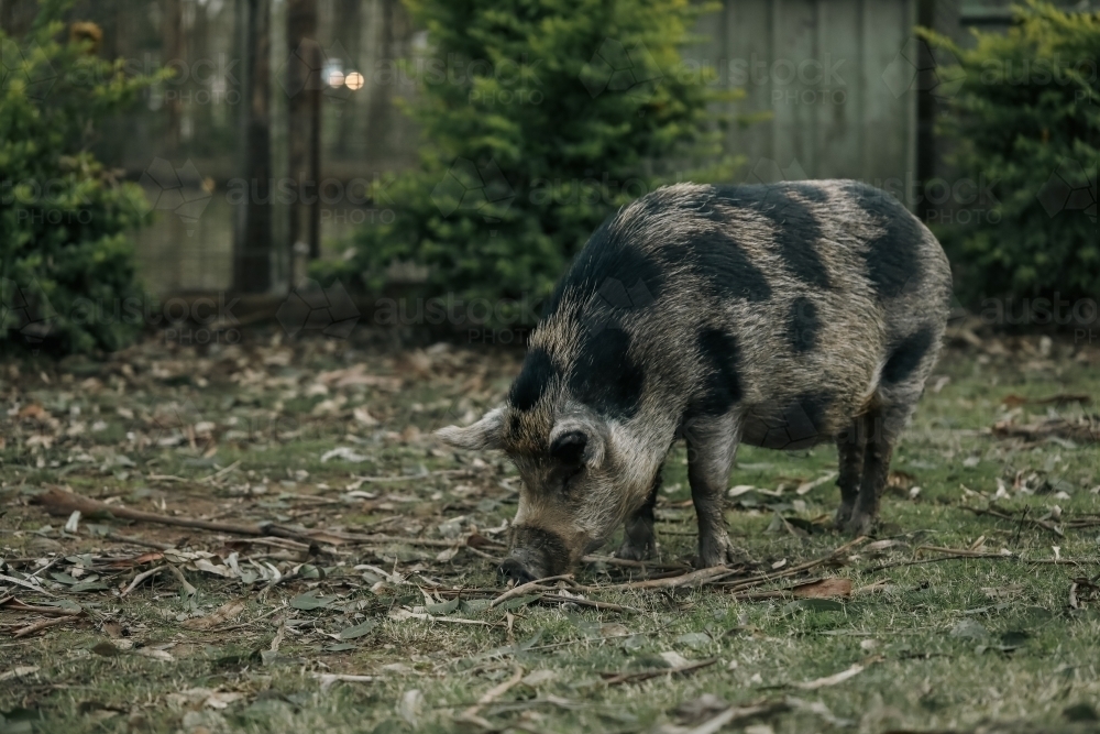 Image of Large spotted tame pet pig in Australian garden - Austockphoto
